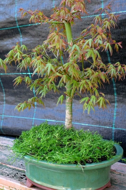 BONSAI ACERO ACER PALMATUM POLYMORPHUM cv "VIRIDIS'' EUR 73,00 ...