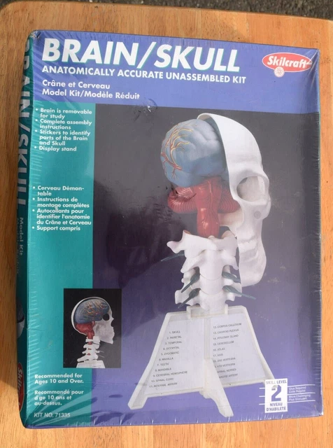SKILCRAFT ANATOMICALLY ACCURATE Brain/Skull Unassembled Kit No.71335 ...
