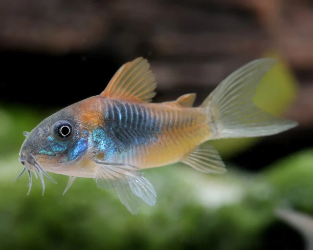 MIXED GROUP (6) long fin panda plus Orange Cory Osteogaster corydoras ...