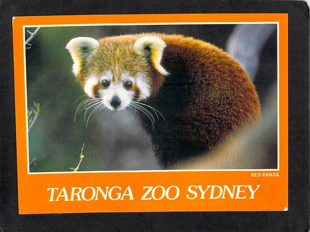 B5761 ANIMALS RED Panda Sydney Taronga Zoo Australia pu1990 postcard ...