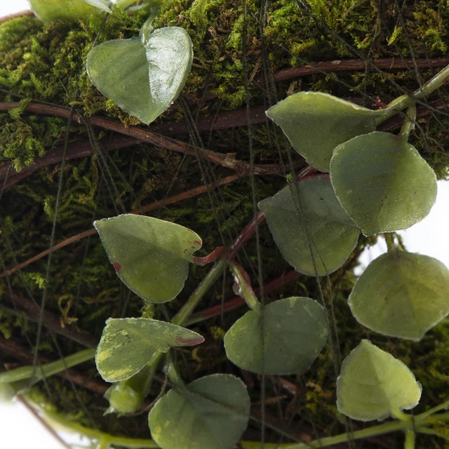 EUCHARISTISCHER FISCH ECHT-MOOS Kommunion Konfirmation Taufe Deko ...