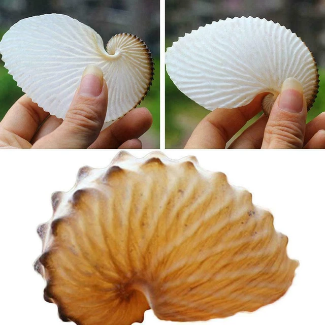 5CM NATURAL PINK Shell Conch Coral Sea Snail Starfish Hot Fish Decor ...