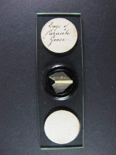 ANTIQUE MICROSCOPE SLIDE. Eggs of Parasite of Goose. In situ. £5.00 ...