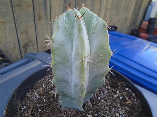 NOTOCACTUS STENOCEREUS PRUINOSUS Plant, Fully Rooted, Grey Columnar ...