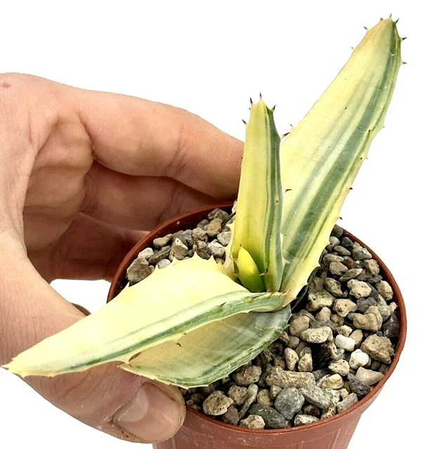ALOE FEROX VARIEGATA , pot 8 cm EUR 2,50 - PicClick FR