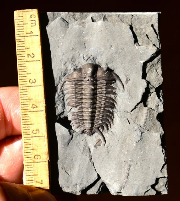 ULTRA COLORFUL CERAURUS Trilobite Fossil, Upper Ordovician of Quebec ...