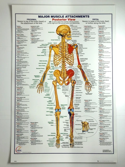(LAMINATED) MAJOR MUSCLE ATTACHMENTS POSTERIOR POSTER (61x91cm) PICTURE ...