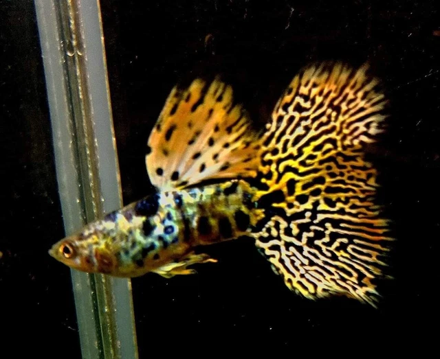 KING COBRA MALE Guppy Poecilia Reticulata 4cm £6.00 - PicClick UK