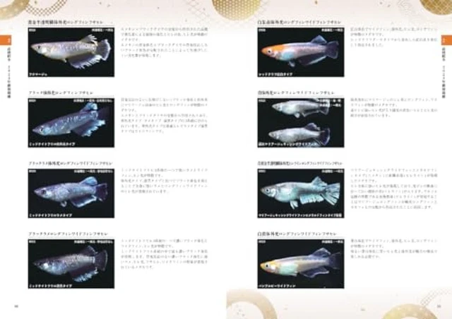100 YEARS OF Medaka varieties Medaka Collection 2024 Japanese Rice Fish ...