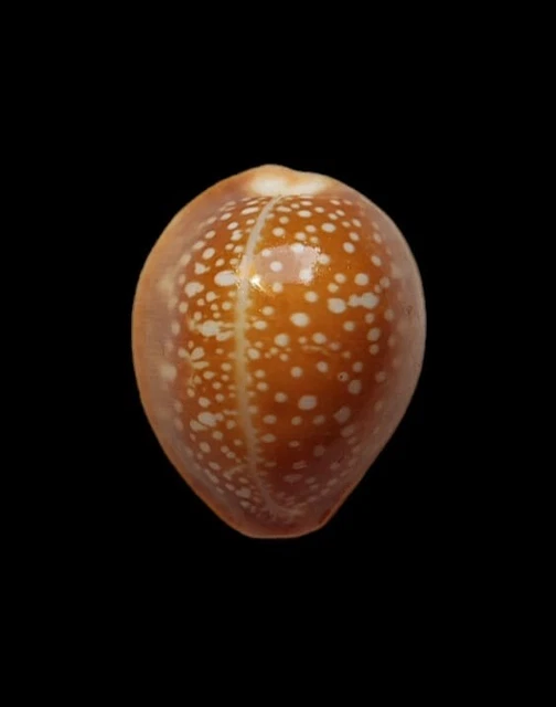 SHELL CONCHIGLIA CYPRAEA NARIA ENGLERTI mm.24,4 EASTER ISLAND EUR 29,00 ...