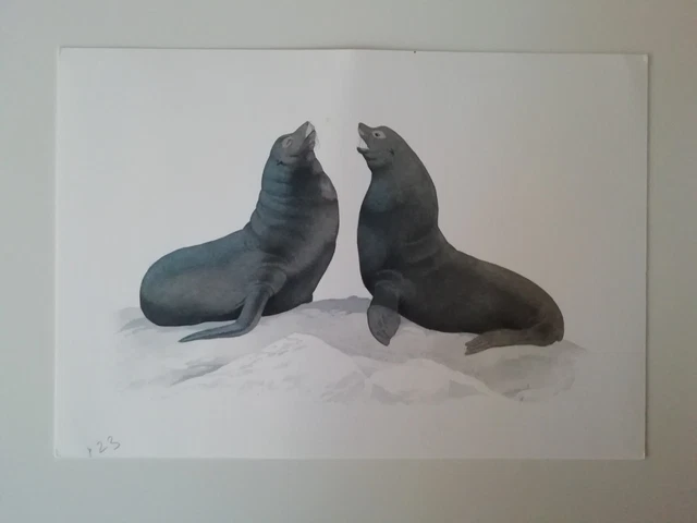 ORIGINAL WATERCOLOUR CHILDREN'S BOOK ILLUSTRATION - MALE SEA LIONS - 11 ...