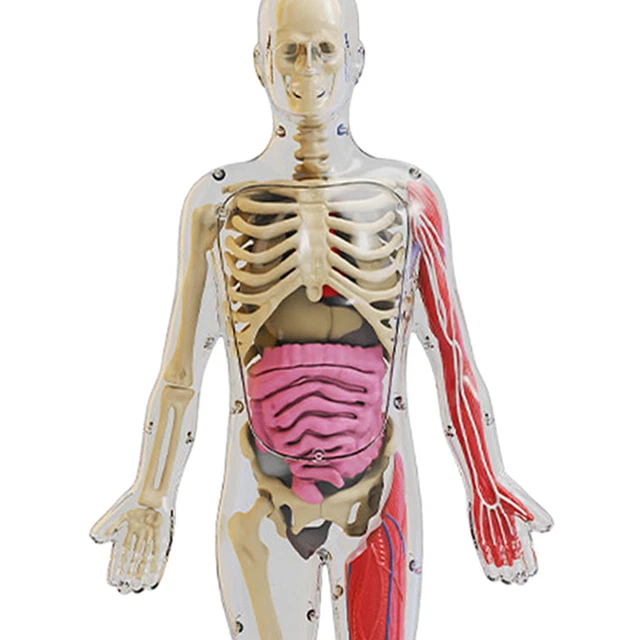 HUMAN BODY MODEL Body Parts Organs for Preschool Teacher Supplies Study ...