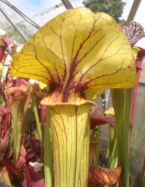 SARRACENIA X “BIGUN” JSH314 carnivorous plant £7.99 - PicClick UK