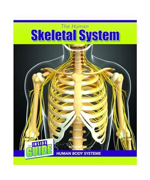 THE HUMAN SKELETAL System (Inside Guide: Human Body Systems), Lawton ...