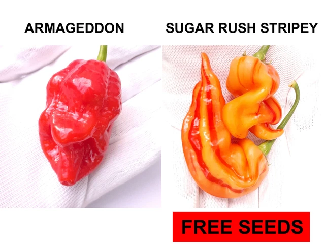 GRAINES DE PIMENT Armageddon - 5 graines + graines rayées gratuites ...