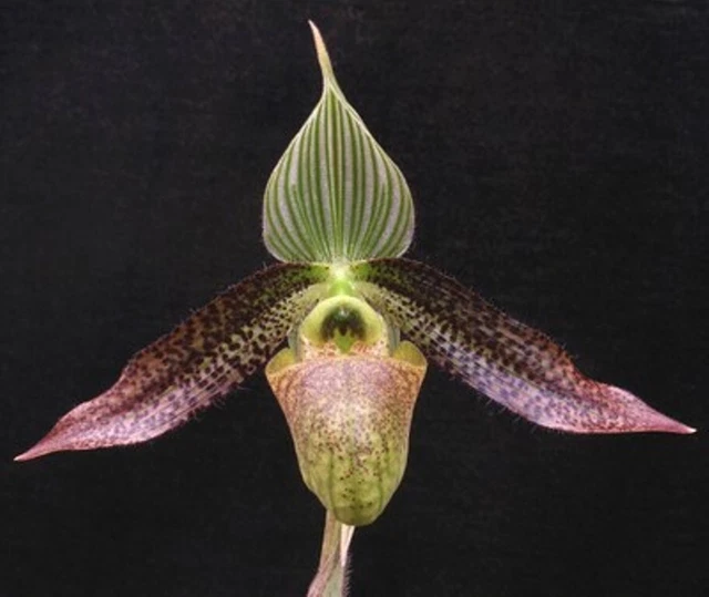 ORCHID FLASK PAPH wardii Paphiopedilum species RARE !!!! EUR 45,81 ...