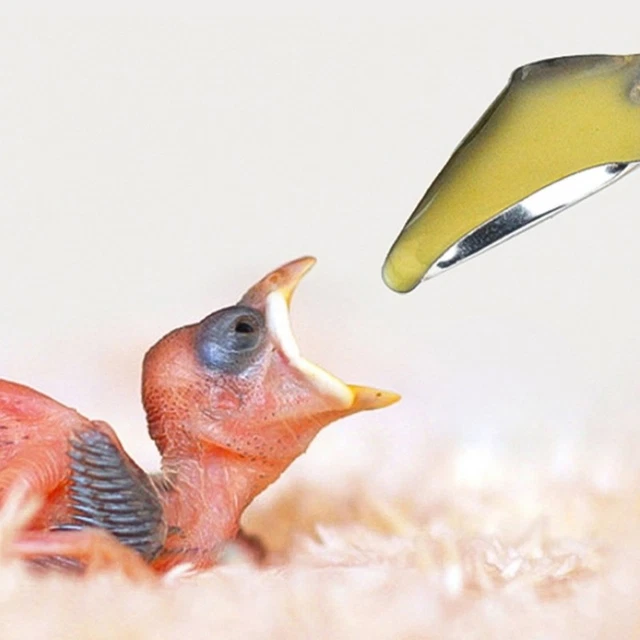 10PCS FEEDING SPOON for Baby Bird Stainless Steel Baby Parrot Milk ...