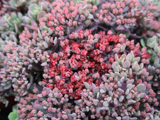 STAUDE FETTBLATT FETTHENNE Sedum cauticola Rocky 1 L Topf EUR 3,90 ...