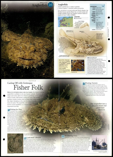 ANGLERFISH #16 FISH - Discovering Wildlife Fact File Fold-Out Card $2. ...