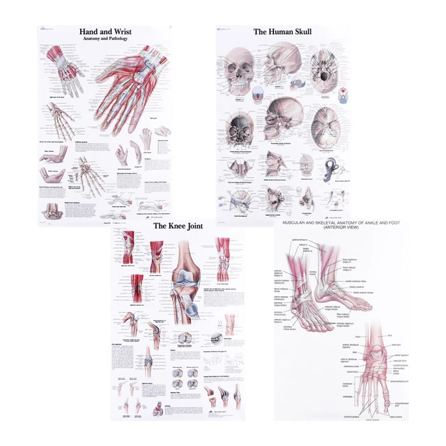 4 PCS SKELETAL Anatomy Chart Human Body Medical Charts Poster Office £7 ...