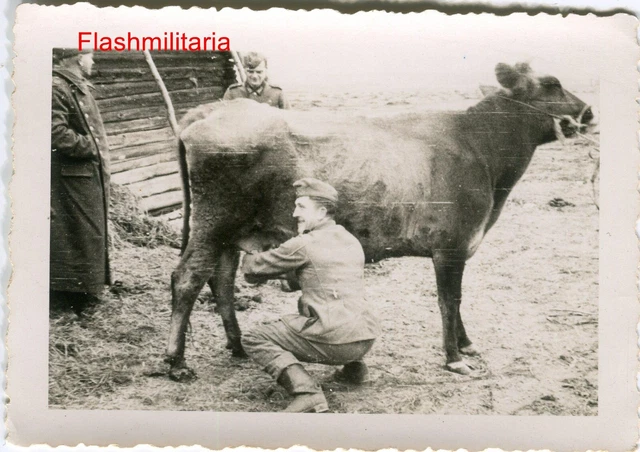 GERMAN WAR PHOTO WW2 -- German Wehrmacht Soldiers with a Cow £1.76 ...