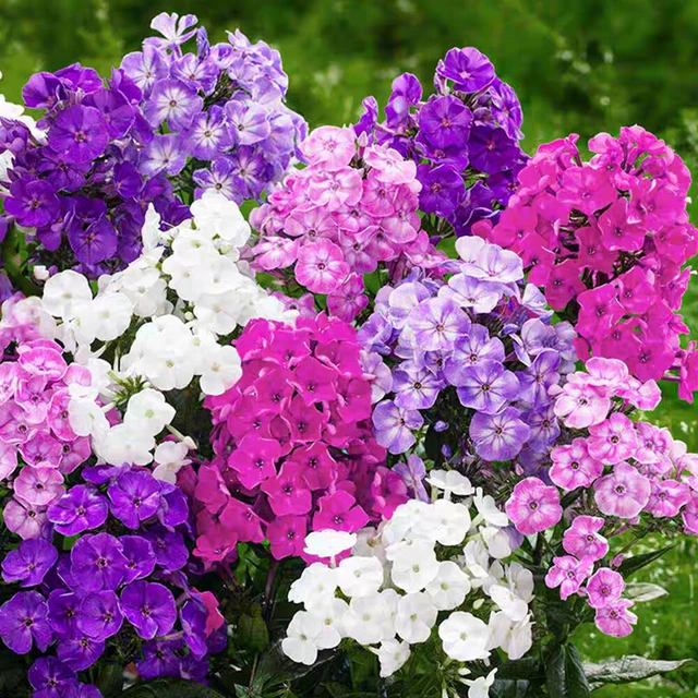 Phlox Samen Kaufen