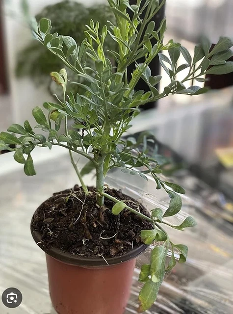 PIANTA DI RUDA Comune Rue (Ruta Graveolens) Erba di Grazia in vaso alto ...