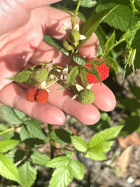 2X NATIVE RASPBERRY Australian Native Bush Tucker Edible Plants self ...