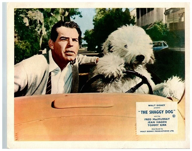 IL SHAGGY CANE Originale Lobby Scheda Disney Fred Macmurray Sheepdog ...