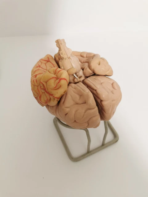 VINTAGE HUMAN BRAIN Model Anatomical Educational Model £78.50 - PicClick UK VINTAGE HUMAN BRAIN Model Anatomical Educational Model £78.50 - PicClick UK