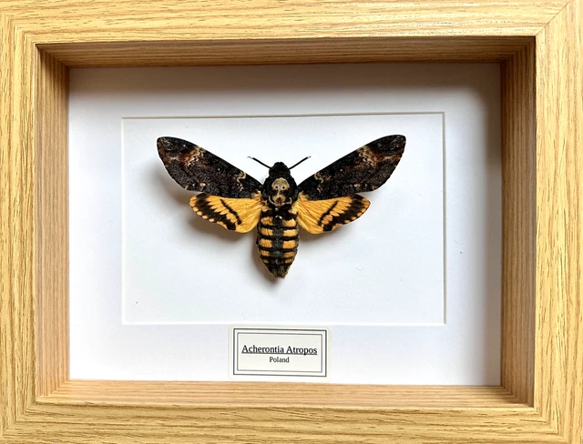 SPHINX ACHERONTIA ATROPOS DeathHead hawkmoth A1 sous cadre en bois EUR ...