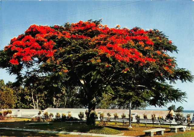 DOM-TOM-GUADELOUPE FLAMBOYANT-N TB3556-C/0205 EUR 5,90 - PicClick FR