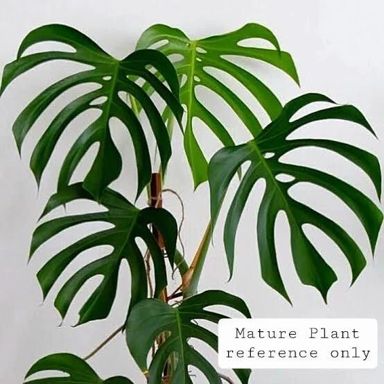 MONSTERA DELICIOSA VAR Sierrana - Ultra Rare Aroid EUR 66,85 - PicClick FR