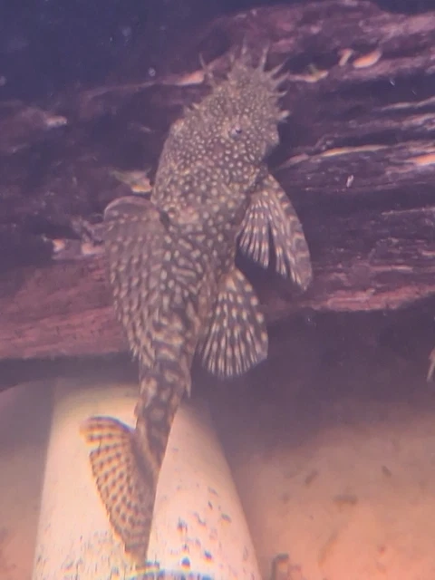 ADULT COMMON BRISTLENOSE Pleco £15.00 - PicClick UK
