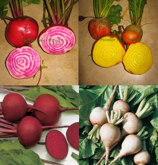 BEETROOT RAINBOW MIX 6 Gram ~ 500 Finest Seeds £2.59 - PicClick UK