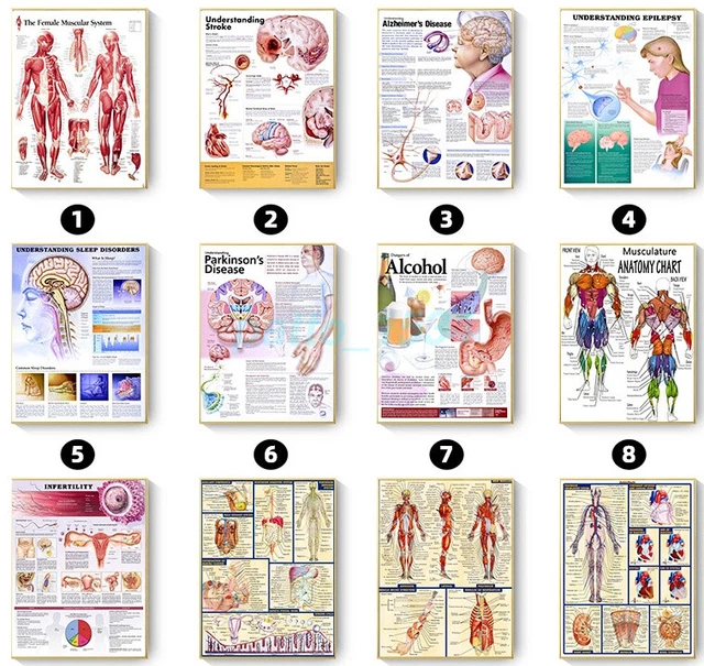 HUMAN BODY MUSCLE Anatomy System Anatomical Chart Educational Art ...