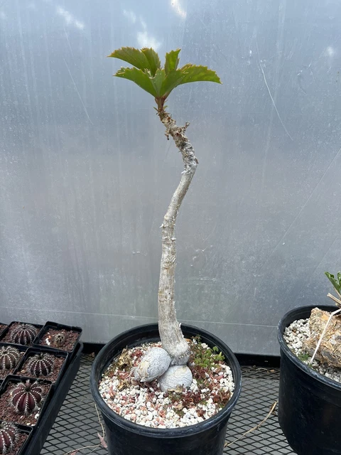 CYPHOSTEMMA 'FAT BASTARD' (juttae x hardyi), mature specimen £196.84 ...