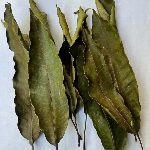 DRIED MANGO LEAVES ORGANIC 100% Natural Fresh Herbal Mango leaves 100 ...