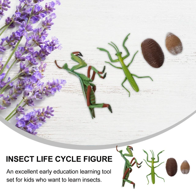 LIFE CYCLE TOYS Life Cycle Figurines Set Life Cycle Exploration Toy £16 ...