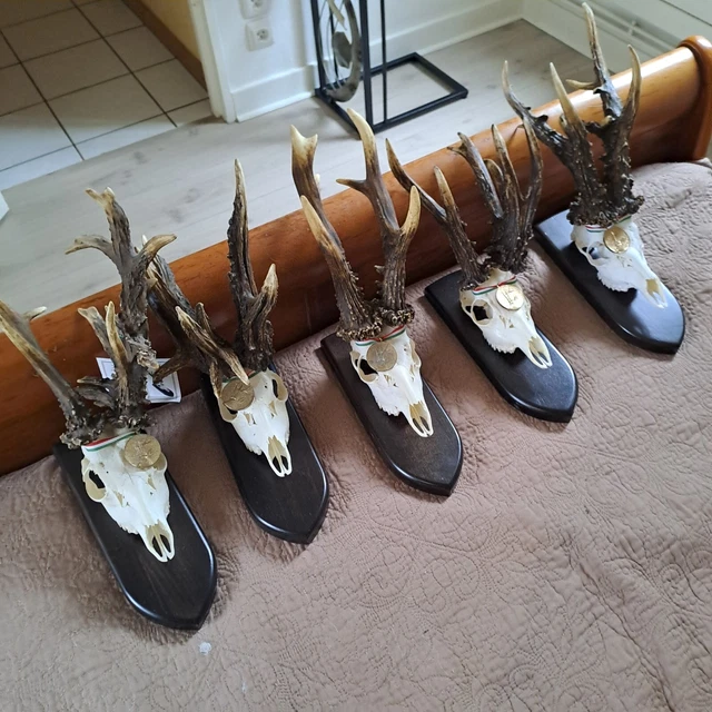 TAXIDERMIE, ÉNORME TROPHÉE de chevreuil 12 pointes médaille or Hongrie ...