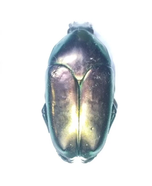 INSECT - CETONIDAE Thaumastopeus pugnator - Philippines - 33mm Very ...