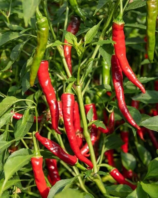 40 GRAINES DE piment de Cayenne BIO de mon jardin potager de Bretagne j ...