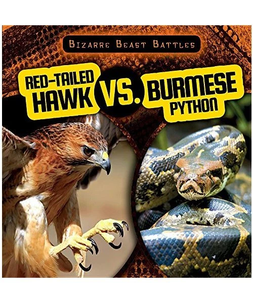 RED-TAILED HAWK VS. Burmese Python (Bizarre Beast Battles), Morlock ...