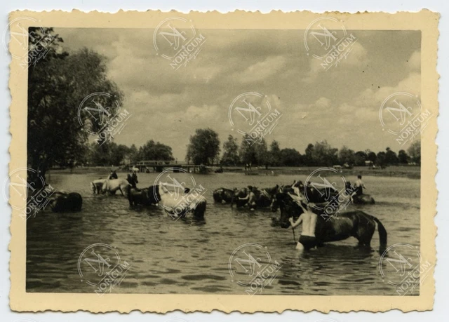 FOTO TARNOSZYN POLEN Lublin Aufmarsch für Barbarossa Fluß Huczwa Pferde ...