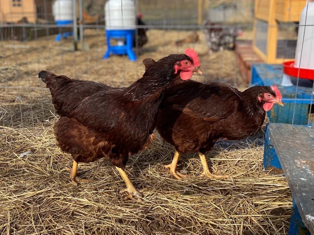 RHODE ISLAND RED Hatching Eggs from Quality Pure Breed Chickens £15.00 ...