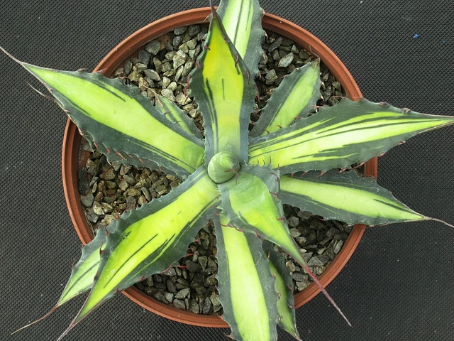 AGAVE MCKELVEYANA ‘SUNNY HEART’ H: 20 cm D: 29 cm EUR 76,00 - PicClick FR