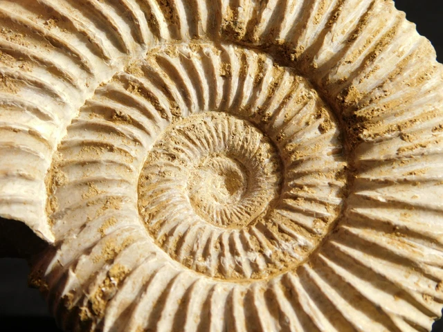 LARGER! 109 MILLION Year Old! Cretaceous Era White Ribbed AMMONITE ...