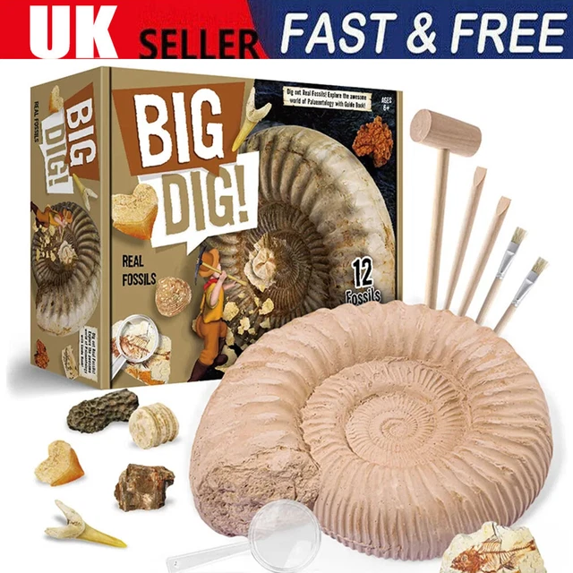 FOSSIL DIGGING KIT Giant Natural Soil Block W/12 Real Fossils ...