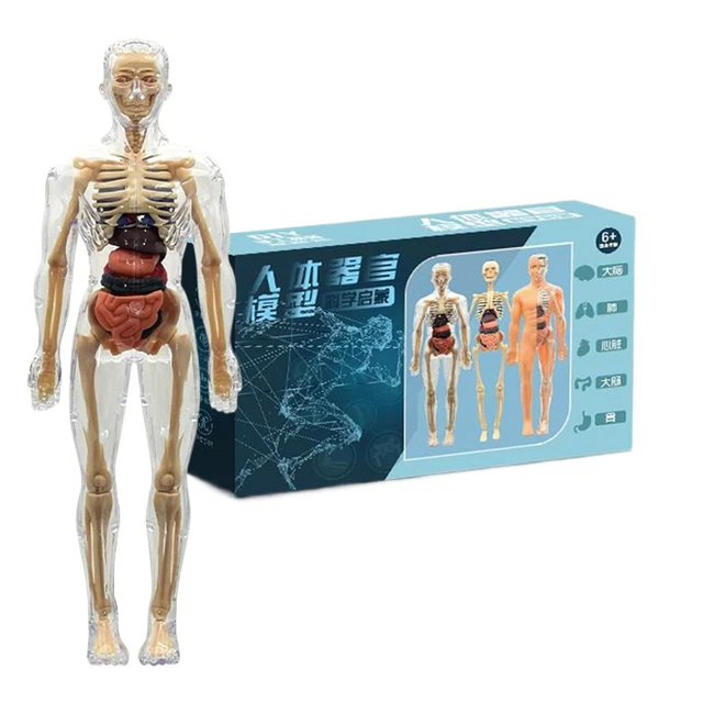HUMAN BODY MODEL For Kids 3D Human Body Bone Interactive Science Kit ...