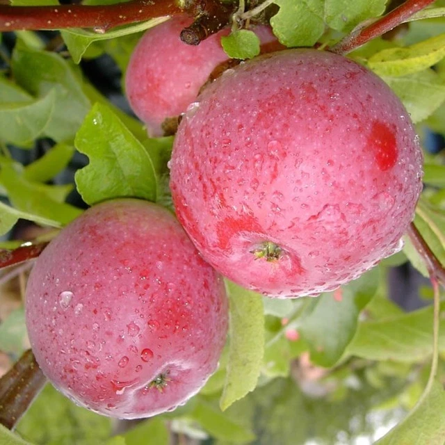 BLAUER KÖLNER WINTERAPFEL Buschbaum alte Sorte mild-süß EUR 34,95 ...